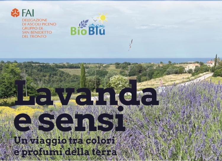 Lavanda e Sensi: a Massignano un viaggio tra colori e profumi della ...